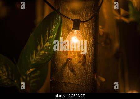 Moths flying around illuminated light bulb, one moth's wing burned ...