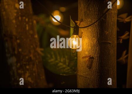 Moths flying around illuminated light bulb, one moth's wing burned ...