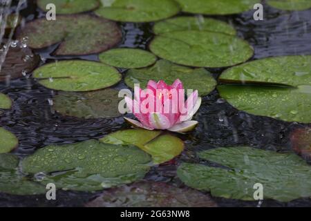 A beautiful water lily flower that hovers over the water Stock Photo ...
