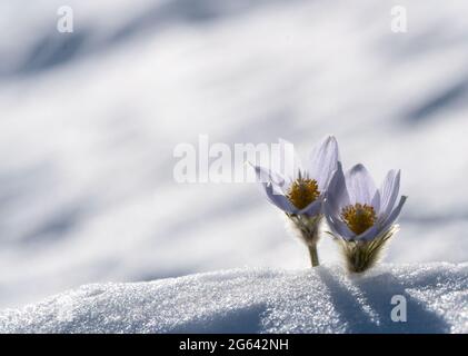 Prairie Crocus Winter Saskatchewan Bright Sunny Day Stock Photo - Alamy