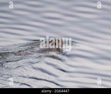 Close Up River Otter Northern Saskatchewan Canada Stock Photo - Alamy