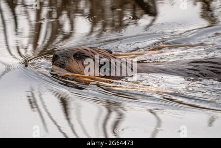 Beaver in Spring Canada Saskatchewan busy working Stock Photo - Alamy