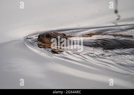 Beaver in Spring Canada Saskatchewan busy working Stock Photo - Alamy