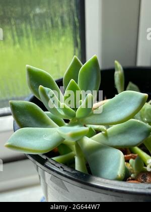 Succulent cactus background. Peacock echeveria plant. Close up of red ...