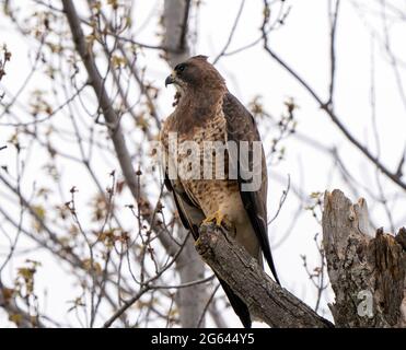 Hawk in Saskatchewan Canada in tree Canada Stock Photo - Alamy