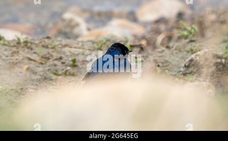 Purple Martin Perched near a field Saskatchewan Stock Photo - Alamy