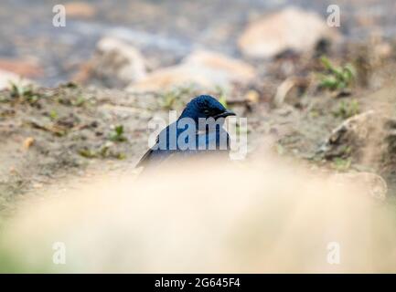 Purple Martin Perched near a field Saskatchewan Stock Photo - Alamy