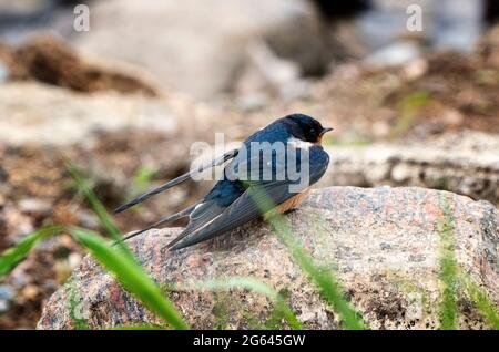 Purple Martin Perched near a field Saskatchewan Stock Photo - Alamy