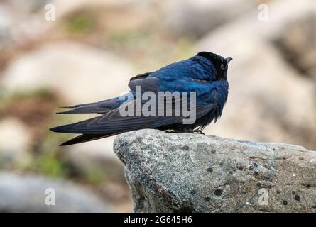Purple Martin Perched near a field Saskatchewan Stock Photo - Alamy