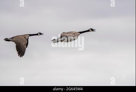 Canada Goose in Flight Migration Saskatchewan Canada Stock Photo - Alamy