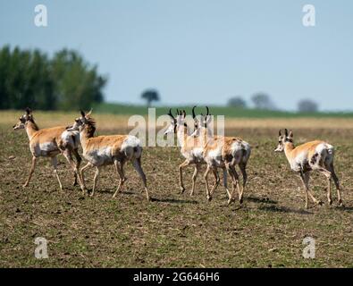 Pronghorn Antelope Saskatchewan in Springtime Farmers field Stock Photo ...