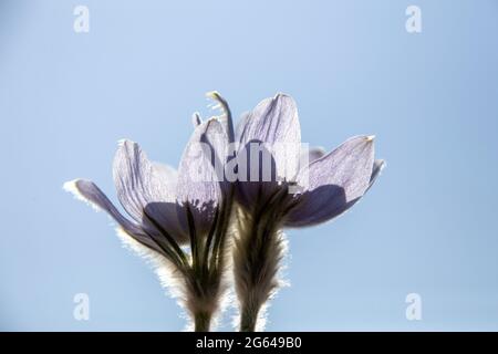 Prairie Crocus Winter Saskatchewan Bright Sunny Day Stock Photo - Alamy