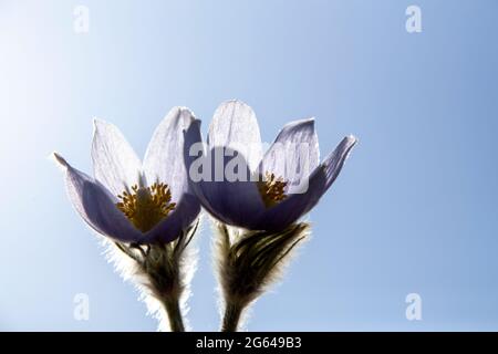 Prairie Crocus Winter Saskatchewan Bright Sunny Day Stock Photo - Alamy