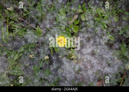 beautiful yellow dandelion and white fluff with a tree around Stock ...