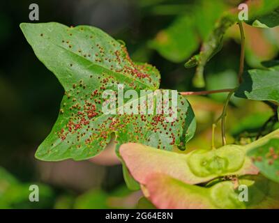 Maple gall mite, Aceria macrorhynchus Stock Photo - Alamy