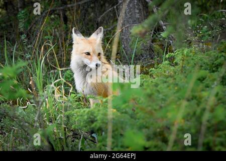 Fox, Banff National Park, Alberta, Canada Stock Photo - Alamy