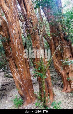ARRAYAN TREE Luma apiculata Arrayanes National Park, near Bariloche S ...