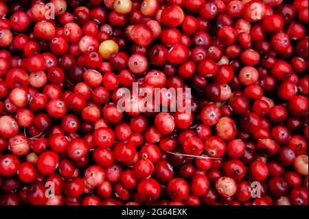 Delicious juicy lingonberry berry scattered on a burgundy background ...
