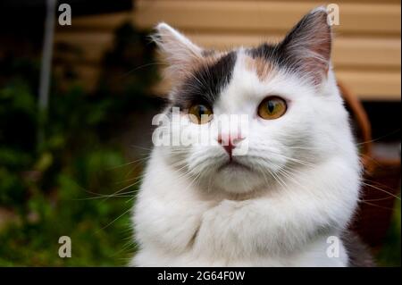 Surprised tricolor cat walking in nature next to a bucket of ...