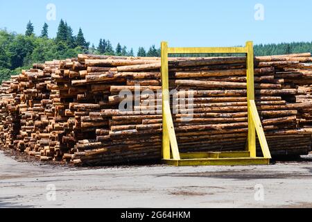 Stockpile of logs in a lumber processing center, Chetwynd, British ...