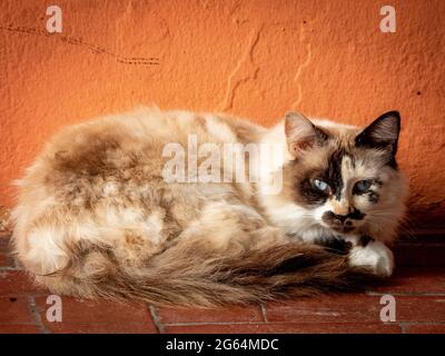 Agouti fur colour cat Stock Photo - Alamy