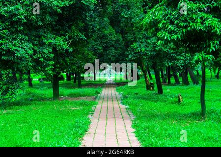 Garden path made from green and white rectangular ceramic tiles, laid ...