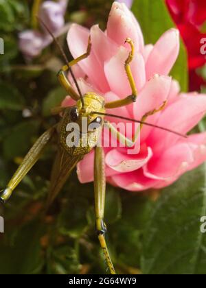 a green grasshopper sits on a flower in a meadow Stock Photo - Alamy