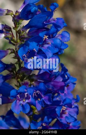 Taper-leaf Beardtongue, Penstemon attenuatus, growing in a rocky ...