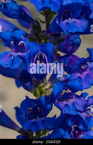Taper-leaf Beardtongue, Penstemon attenuatus, growing in a rocky ...