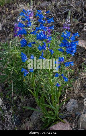Taper-leaf Beardtongue, Penstemon attenuatus, growing in a rocky ...