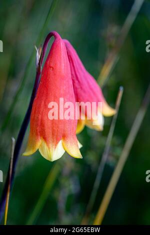 Blandfordia grandiflora (Large Christmas bell Stock Photo - Alamy