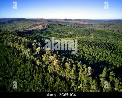 Aerial of Hoop Pine plantation in Kalpowar State Forest Queensland ...