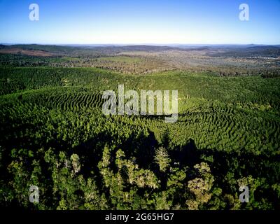 Aerial of Hoop Pine plantation in Kalpowar State Forest Queensland ...