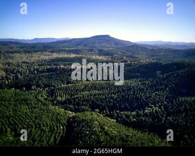 Aerial of Hoop Pine plantation in Kalpowar State Forest Queensland ...