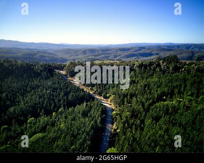 Aerial of Hoop Pine plantation in Kalpowar State Forest Queensland ...