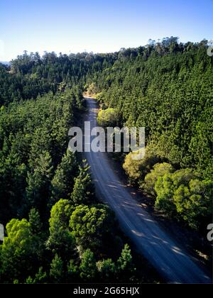Aerial of Hoop Pine plantation in Kalpowar State Forest Queensland ...