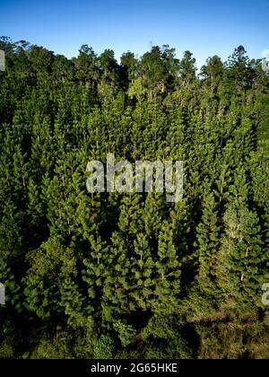 Aerial of Hoop Pine plantation in Kalpowar State Forest Queensland ...