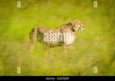 Slow pan of cheetah crossing sunny grass Stock Photo - Alamy