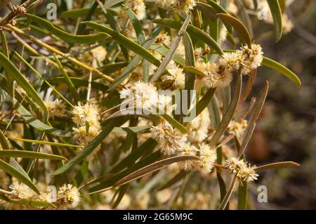 Cobar Australia, native acacia tree in flower Stock Photo - Alamy