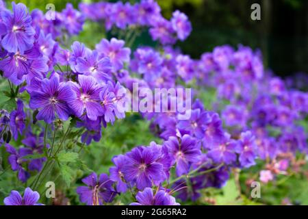 Gorgeous purple bohemian geranium. Lilac geranium flowers in the ...