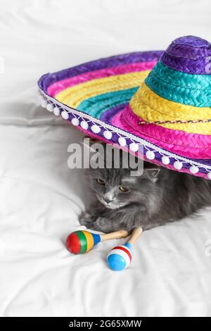 Pet with mexican mariachi hat. Cat celebrating the Day of the ...