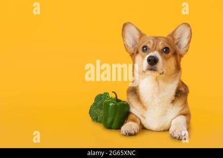 Cute Corgi dog with vegetables on white background Stock Photo - Alamy