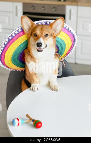 Cute dog with sombrero at home Stock Photo - Alamy