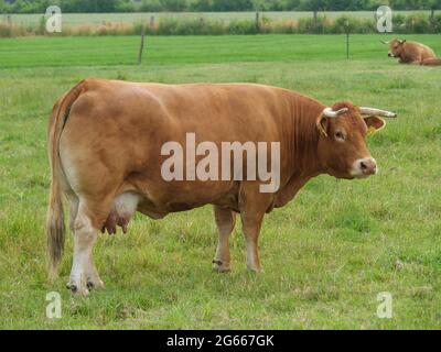 sheeps and cows in westphalia Stock Photo - Alamy