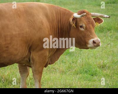sheeps and cows in westphalia Stock Photo - Alamy