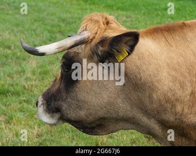 sheeps and cows in westphalia Stock Photo - Alamy