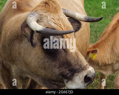 sheeps and cows in westphalia Stock Photo - Alamy