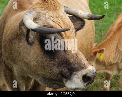 sheeps and cows in westphalia Stock Photo - Alamy