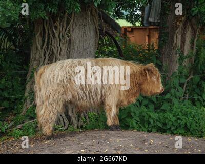 sheeps and cows in westphalia Stock Photo - Alamy