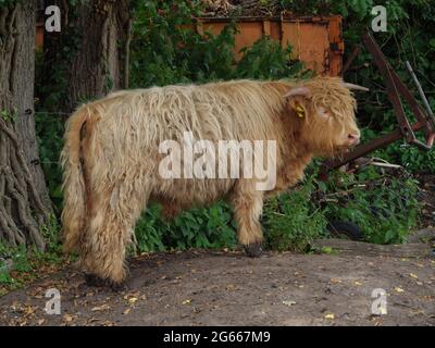 sheeps and cows in westphalia Stock Photo - Alamy